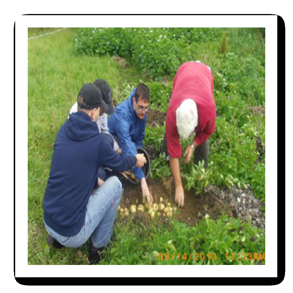 Participant Perspective - Social Farming Ireland